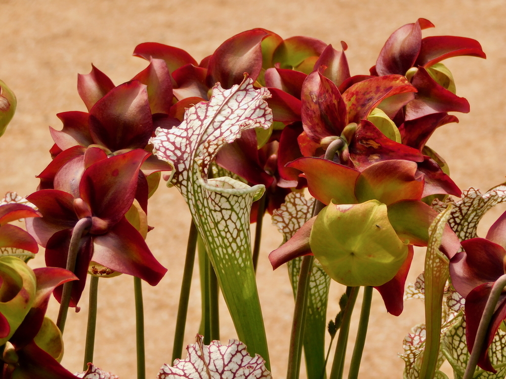white pitcher plant in May 2025 by Michael J. Papay · iNaturalist