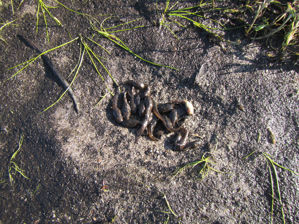 African Box-headed Frogs from Cape Point, Cape Town, South Africa on ...