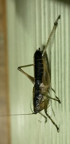 Pseudoliara tepperi · NaturaLista Colombia