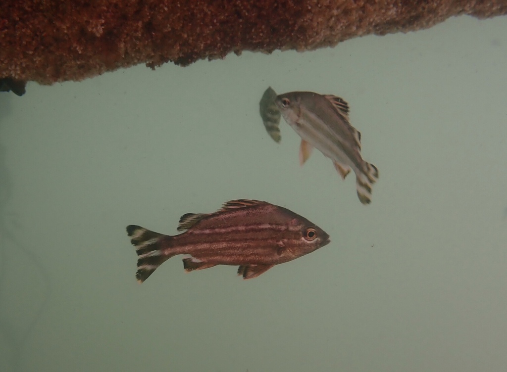 Largescale Grunter (Terapon theraps) - Marine Life Identification