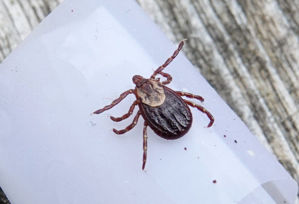 American Dog Tick from Tommy Thompson Park, 1 Leslie St, Toronto, ON ...