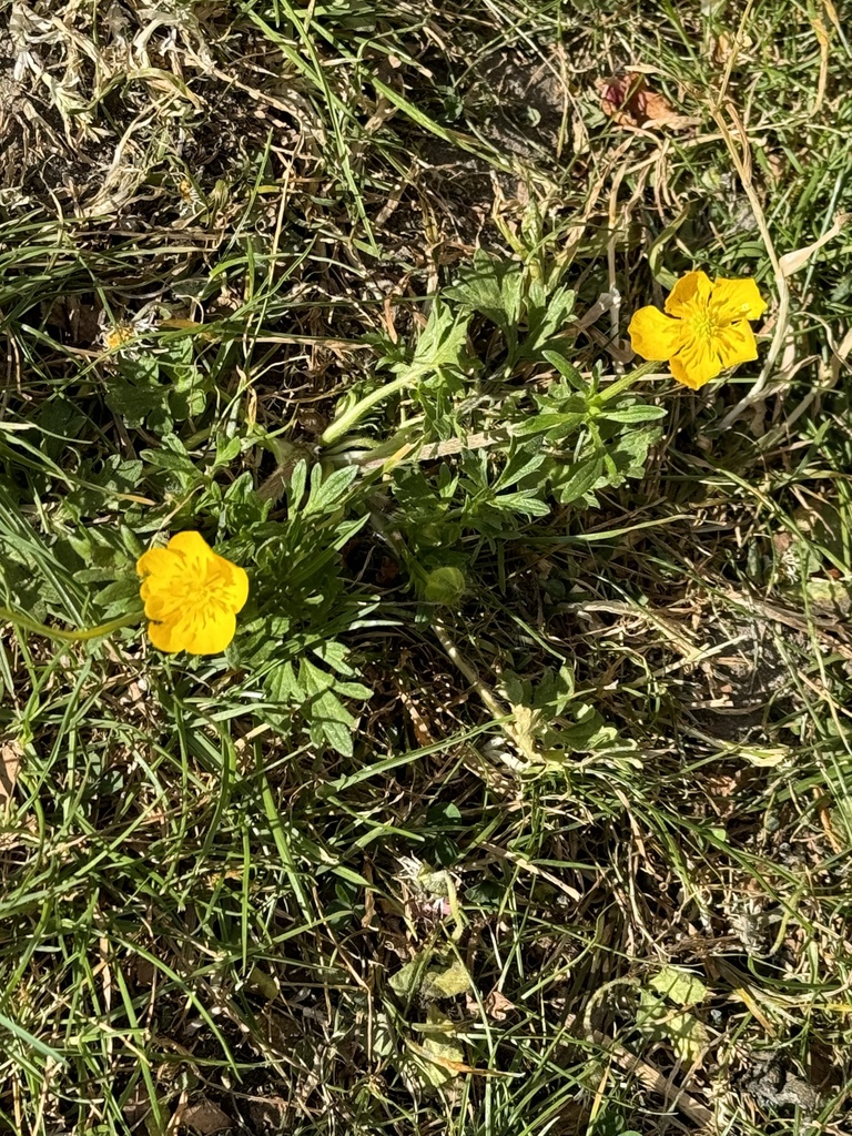 Creeping buttercup from York Museum Gardens, York, England, GB on May ...