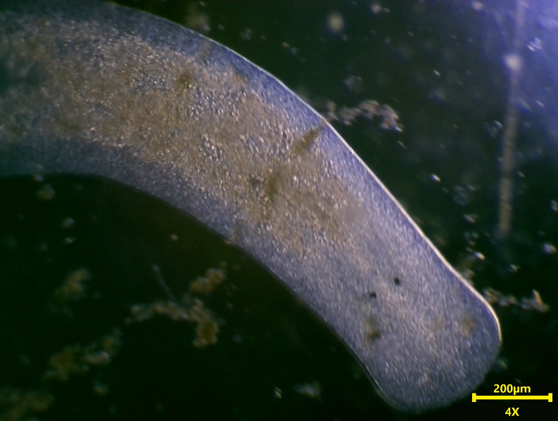 Phagocata morgani from Chester County, PA, USA on May 16, 2025 at 05:23 ...