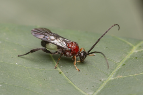 Genus Snellenius · iNaturalist