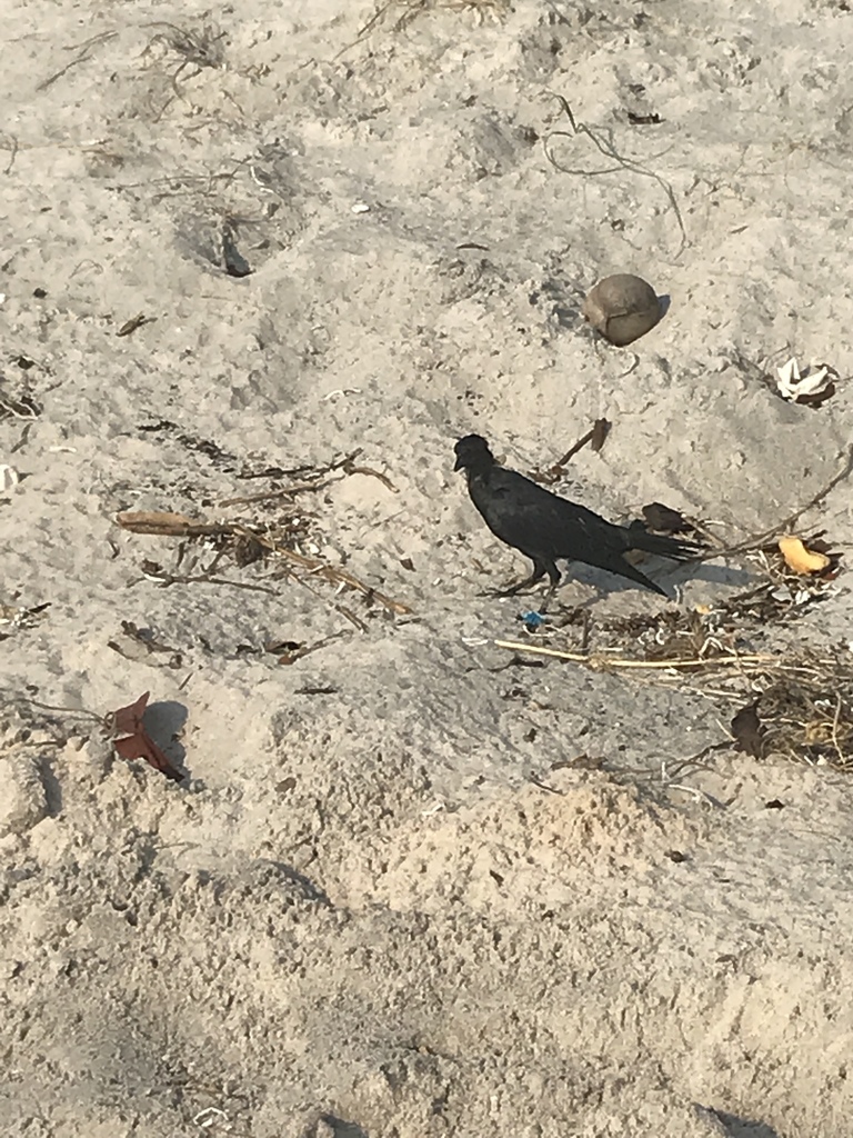 Perching Birds from Jupiter Island, Jupiter, FL, US on September 7 ...