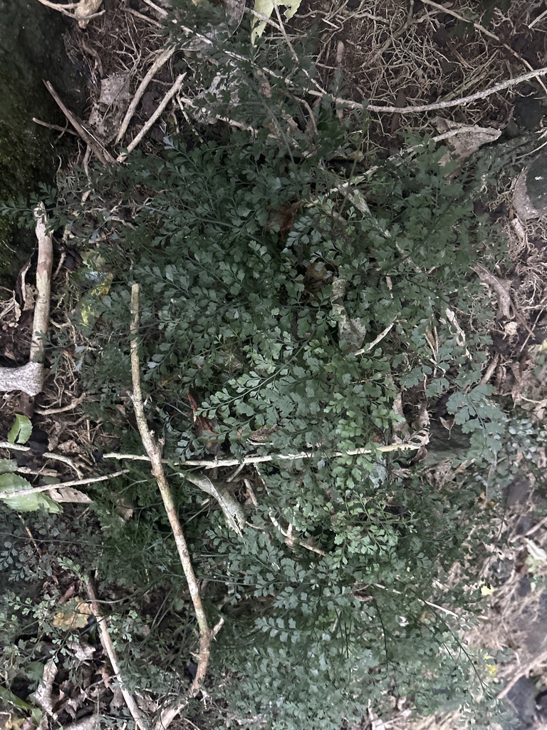 Hooker's Spleenwort from South Island / Te Waipounamu, Governors Bay ...