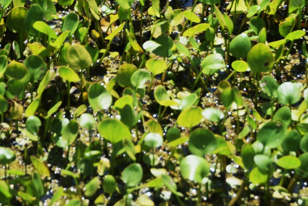 American frogbit from Winter Haven, FL, USA on May 16, 2025 at 11:02 AM ...