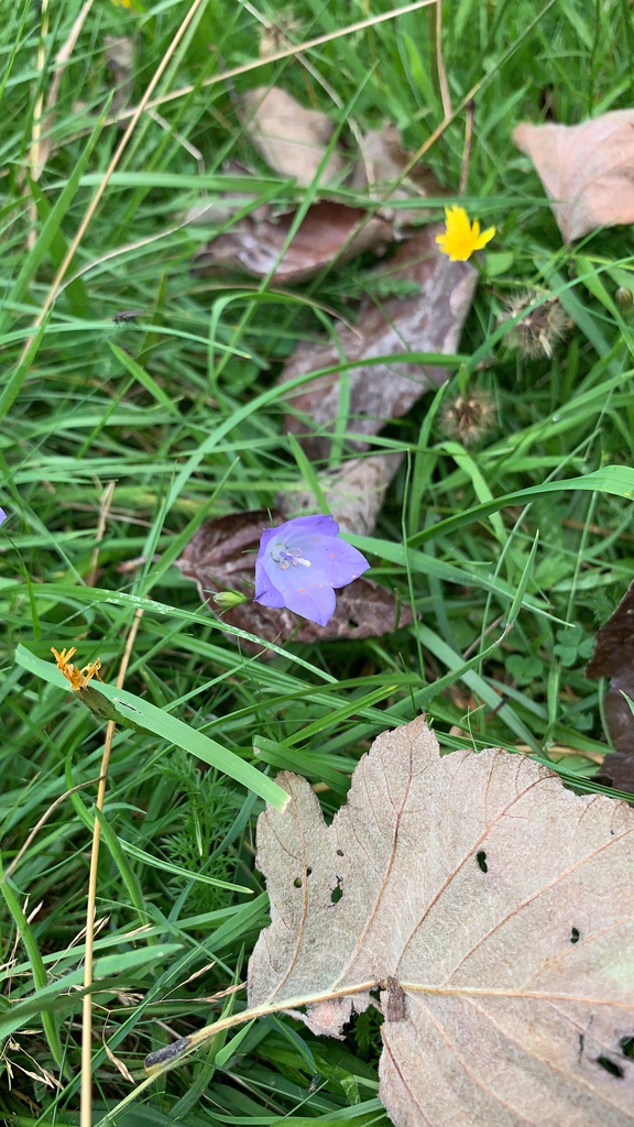 Common Harebell from Bishop Auckland on September 7, 2019 by rossheth ...