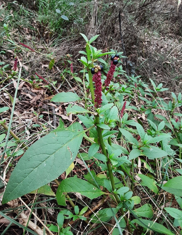 Inkweed from Hassans Walls Reserve, Lithgow NSW 2790, Australia on May ...