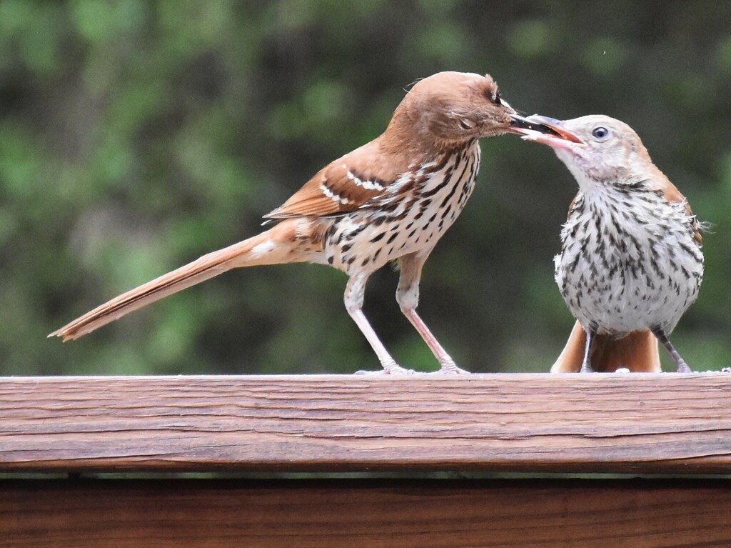 Brown Thrasher from Mountain Park, GA, USA on May 16, 2025 at 03:58 PM ...