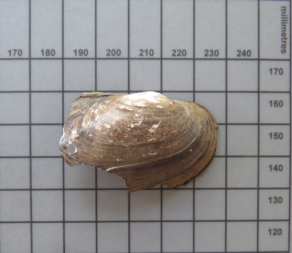 Cylindrical Papershell from Borer's Ck, Dundas, Hamilton, ON, Canada on ...