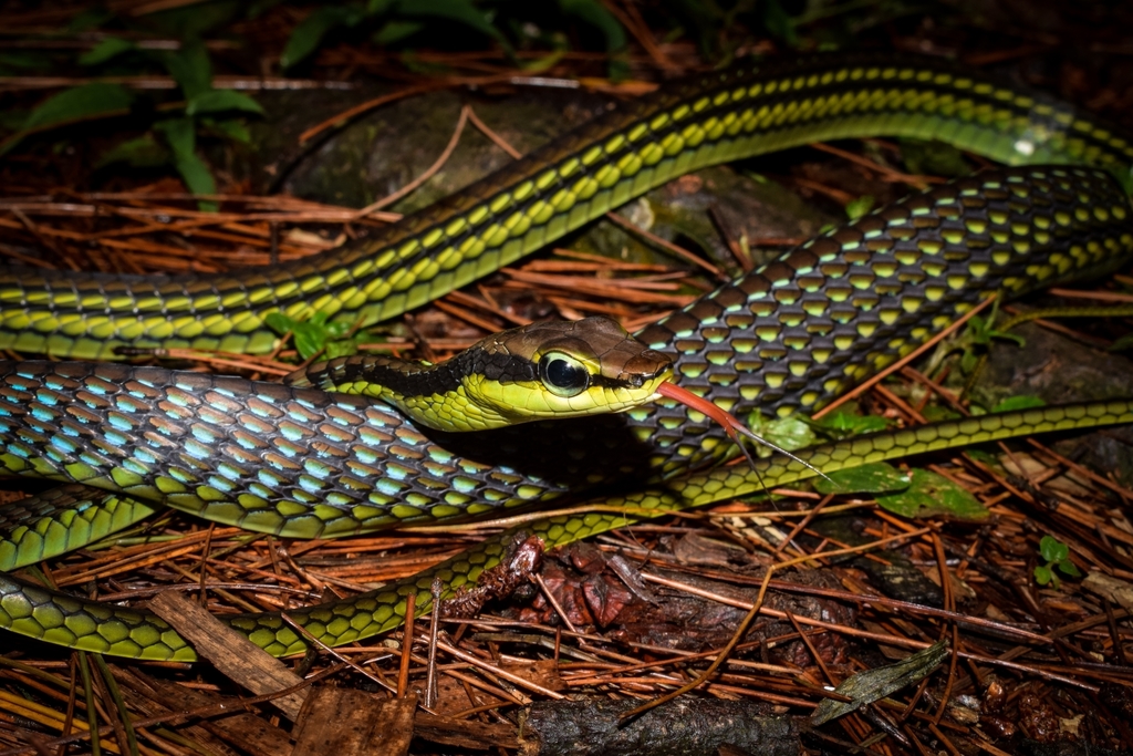 Elegant Bronzeback (Dendrelaphis formosus) - Snakes and Lizards