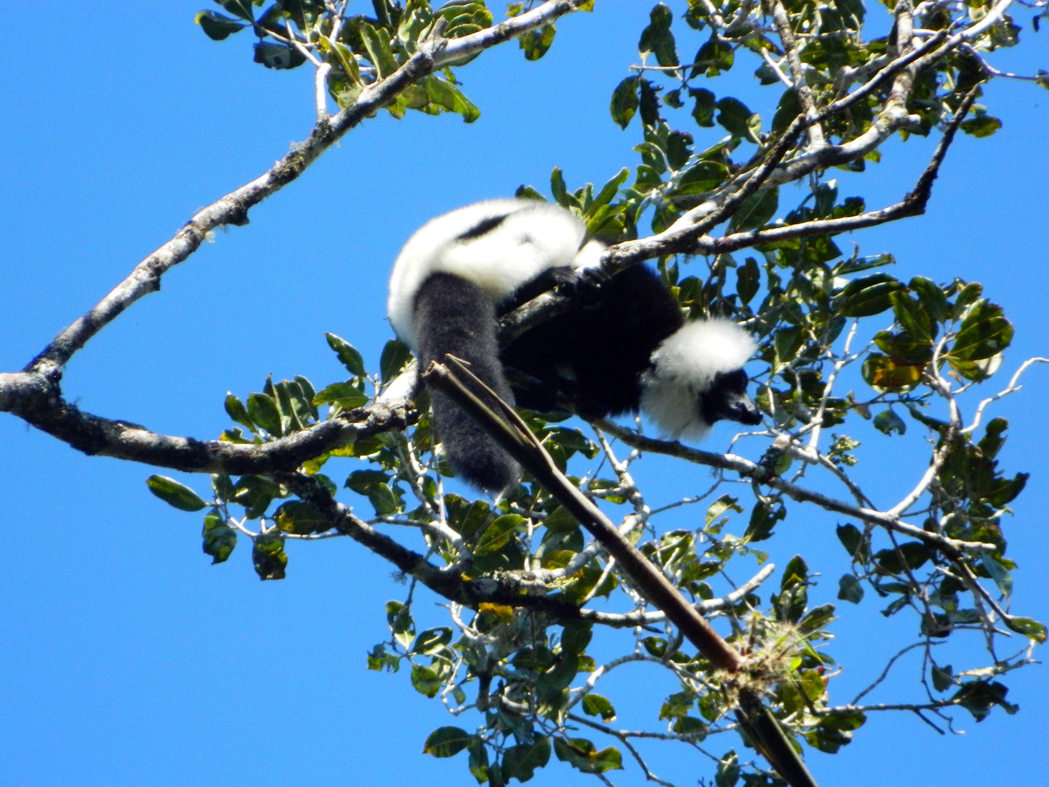 Varecia variegata (Kerr, 1792)