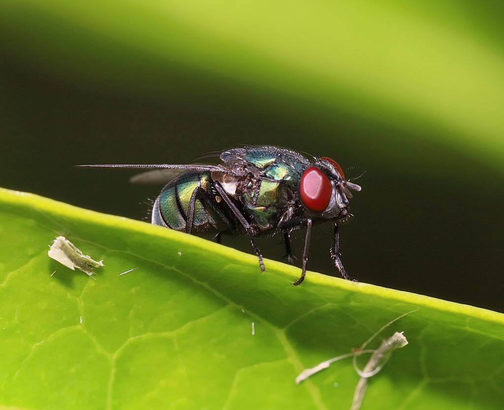 Pyrellia from Witta QLD 4552, Australia on May 17, 2025 at 12:07 PM by ...