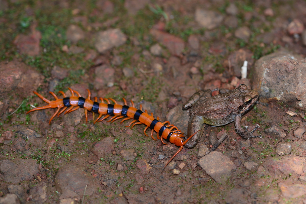 Indian Tiger Centipede from Matheran, Maharashtra, India on September ...