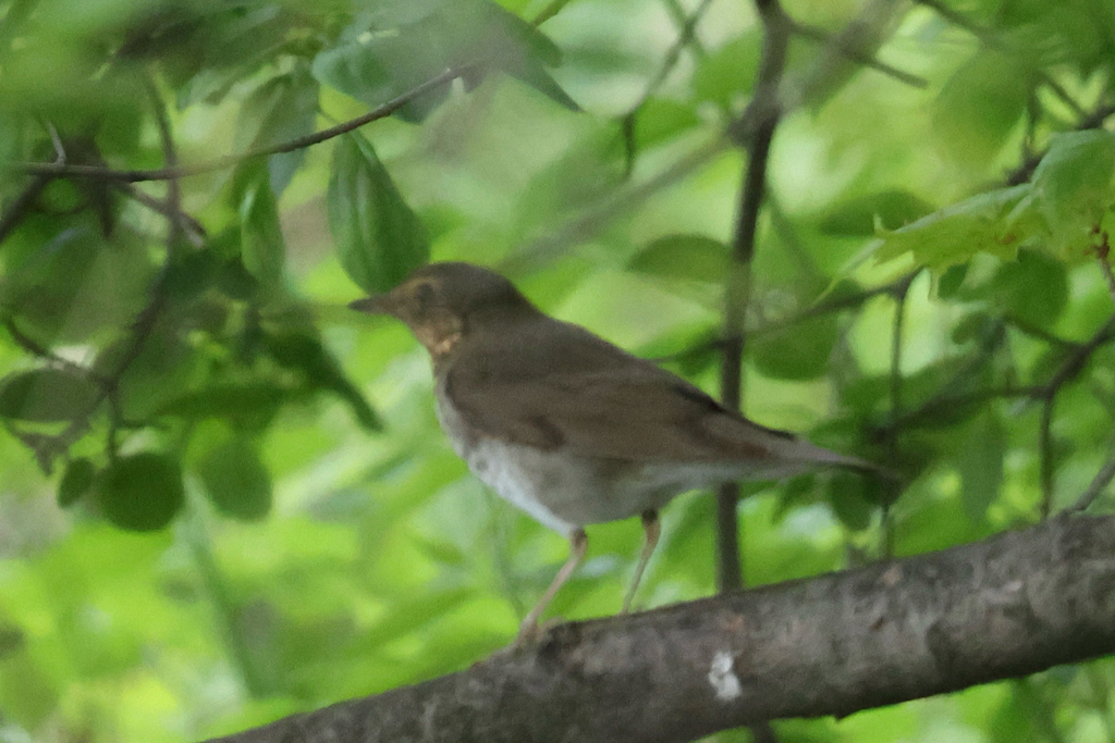 Swainson's Thrush from Grosse Pointe Shores, MI, US on May 14, 2025 at ...