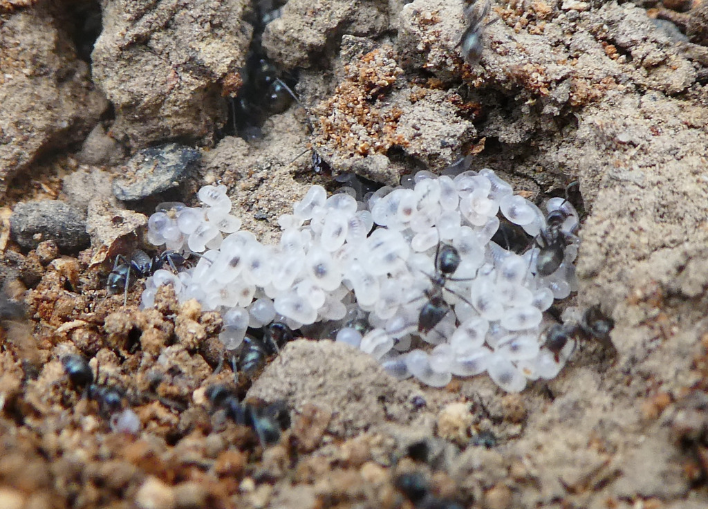 Rainbow, Tyrant, and Meat Ants from Melbourne VIC, Australia on May 17 ...