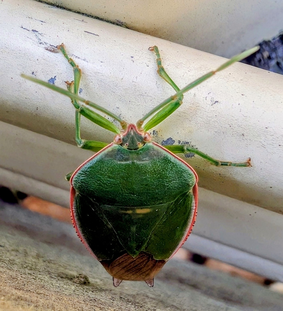 Lychee Stink Bug from Nowra NSW 2541, Australia on May 17, 2025 at 02: ...