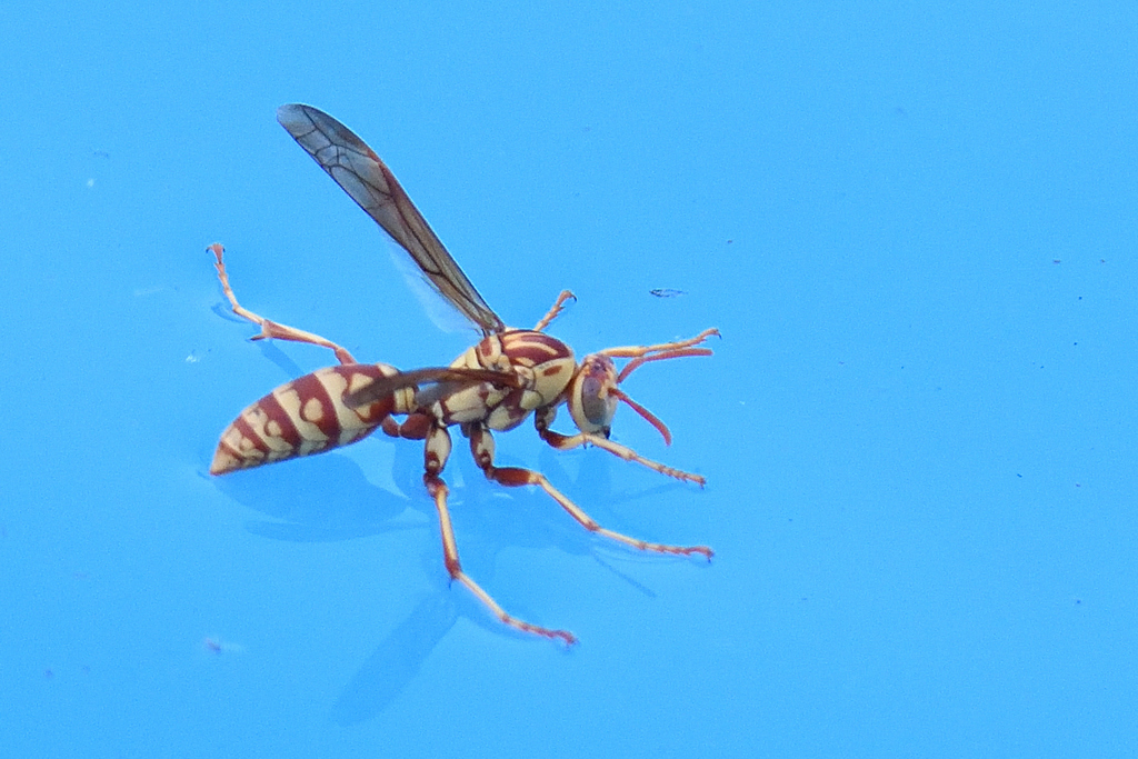 Polistes apachus apachus from Villaldama, MX-NL, MX on May 16, 2025 at ...