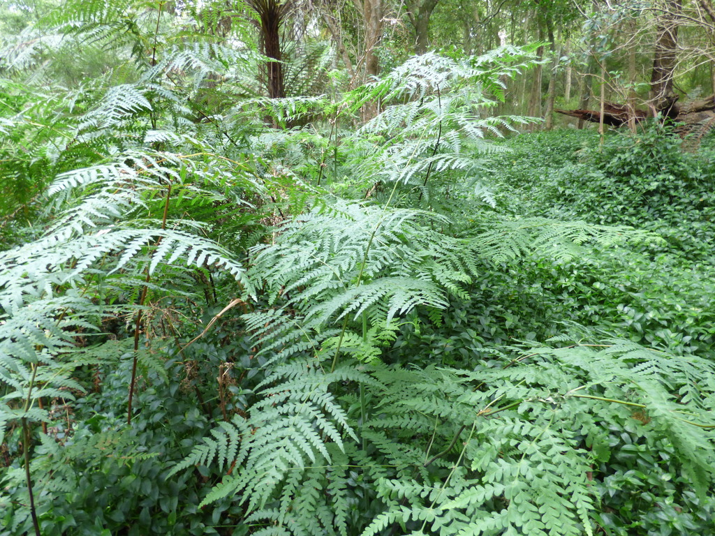 Water Fern from Foster VIC 3960, Australia on May 16, 2025 at 05:06 PM ...