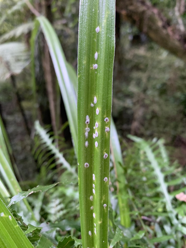Armored Scale Insects from Hutt city, NZ-WG, NZ on May 17, 2025 at 12: ...