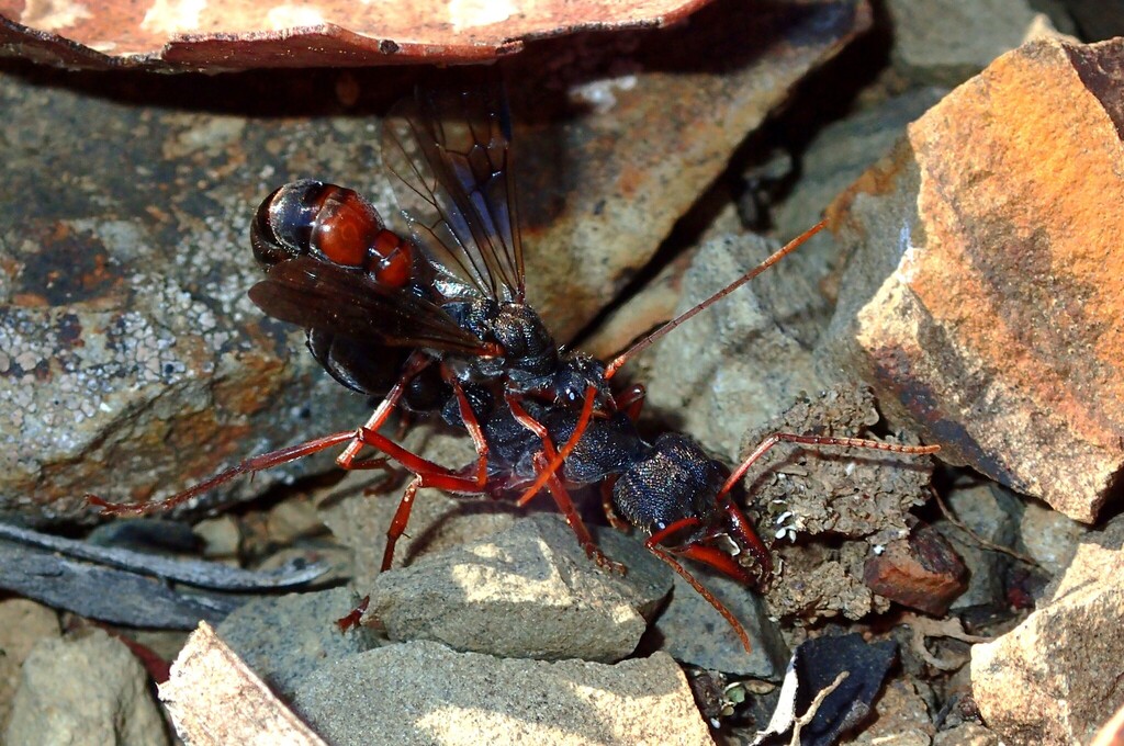 Tasmanian Inchman Ant from Bronte Park TAS 7140, Australia on February ...