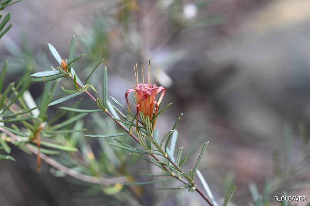 Mountain Devil from Darnley St at Mt Ida St, Gordon NSW 2072, Australia ...