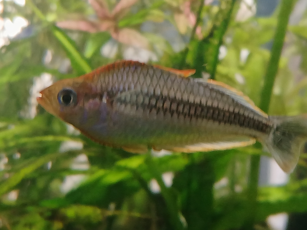 Pygmy Rainbowfish (Melanotaenia pygmaea) - Marine Life Identification