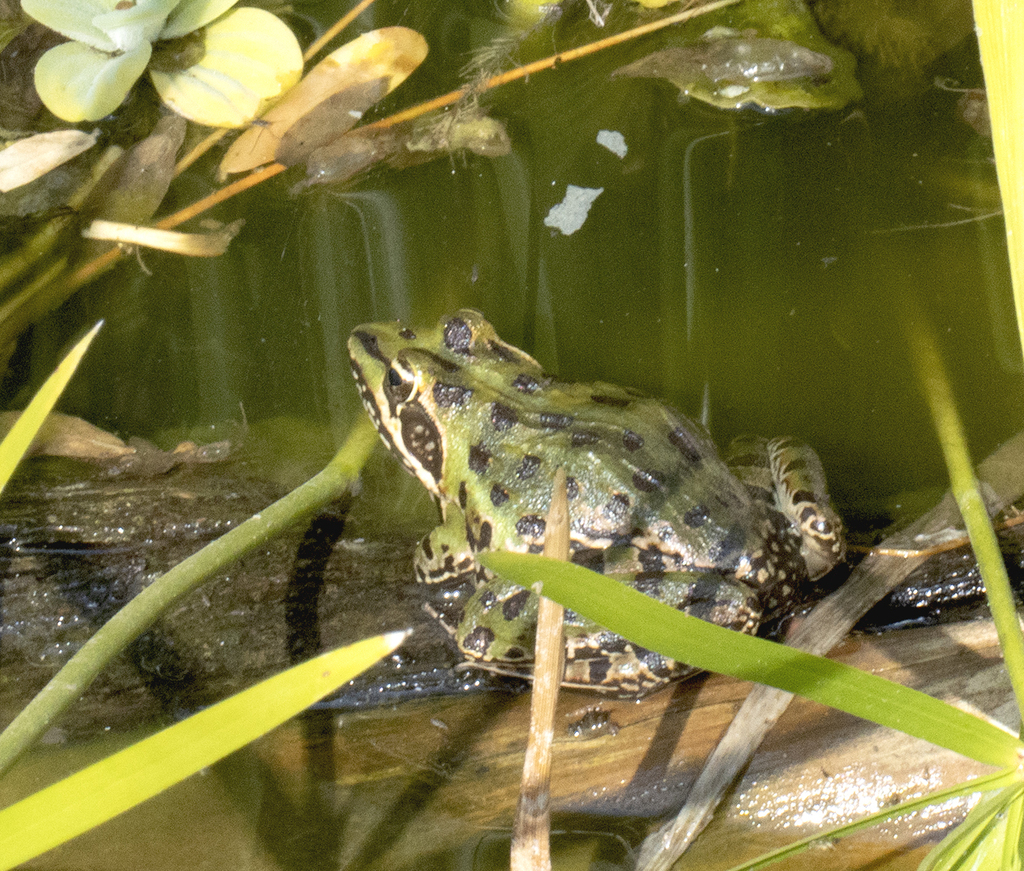 Common River Frog from Silver Lakes Golf Estate, 0054, Suid-Afrika on ...