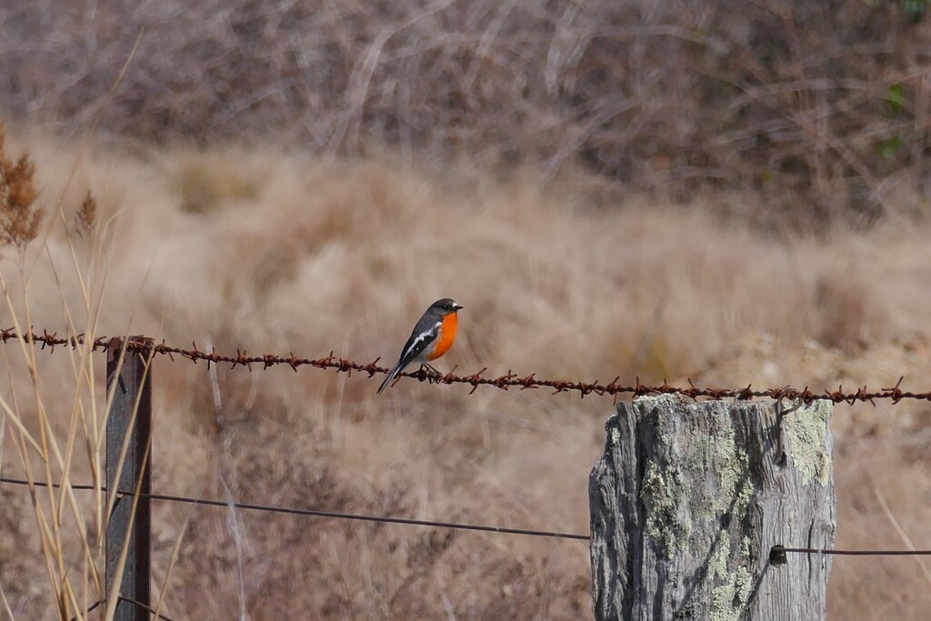 Flame Robin from Michelago NSW 2620, Australia on May 17, 2025 at 12:14 ...