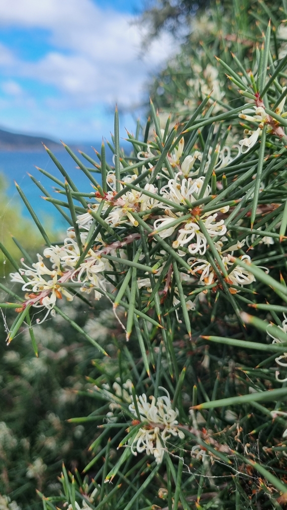 Pincushion trees from Wilsons Promontory VIC 3960, Australia on May 17 ...