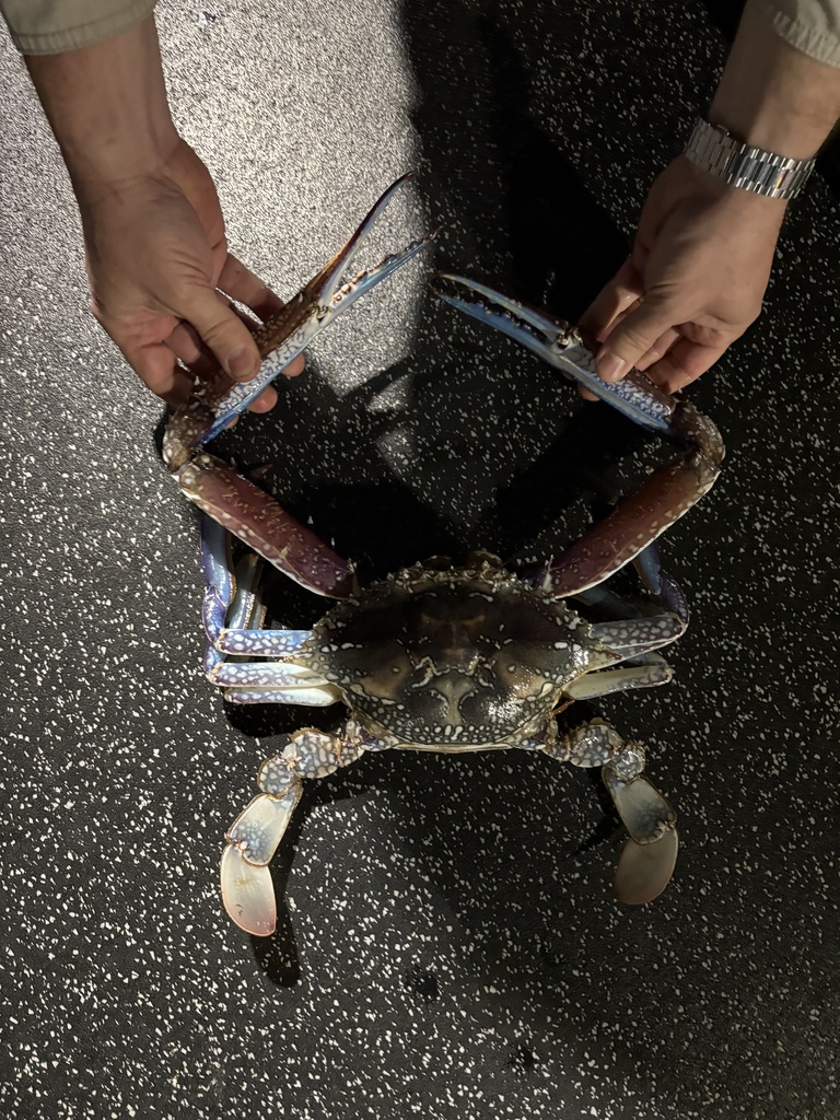 Australian Blue Swimmer Crab from McMahons Point Wharf, McMahons Point ...