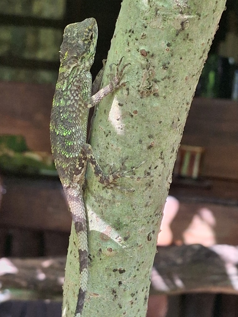 Diploderma polygonatum polygonatum in May 2025 by Regent Vale · iNaturalist