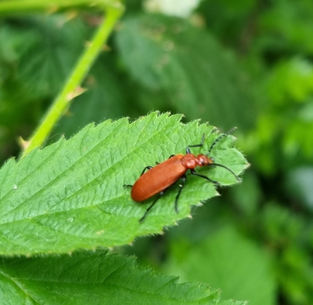 Common Cardinal Beetle from Birmingham B32, UK on May 17, 2025 at 09:52 ...