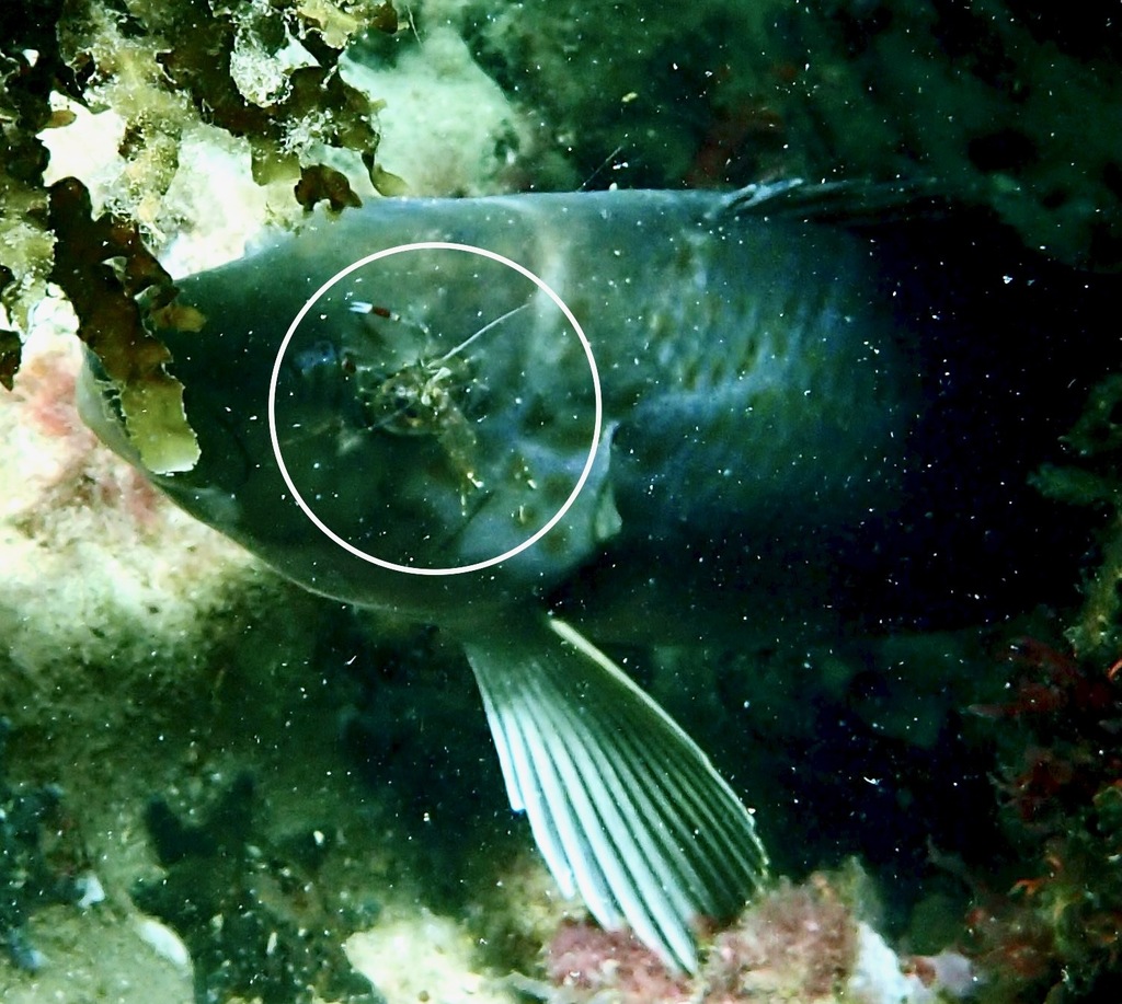 rock-pool shrimp from Hampton Beach, Victoria, Australia on May 16 ...