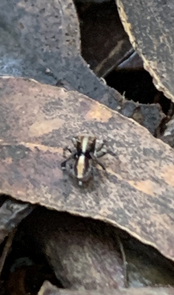 Rainforest Peacock Spider from Dooragan National Park, North Brother ...
