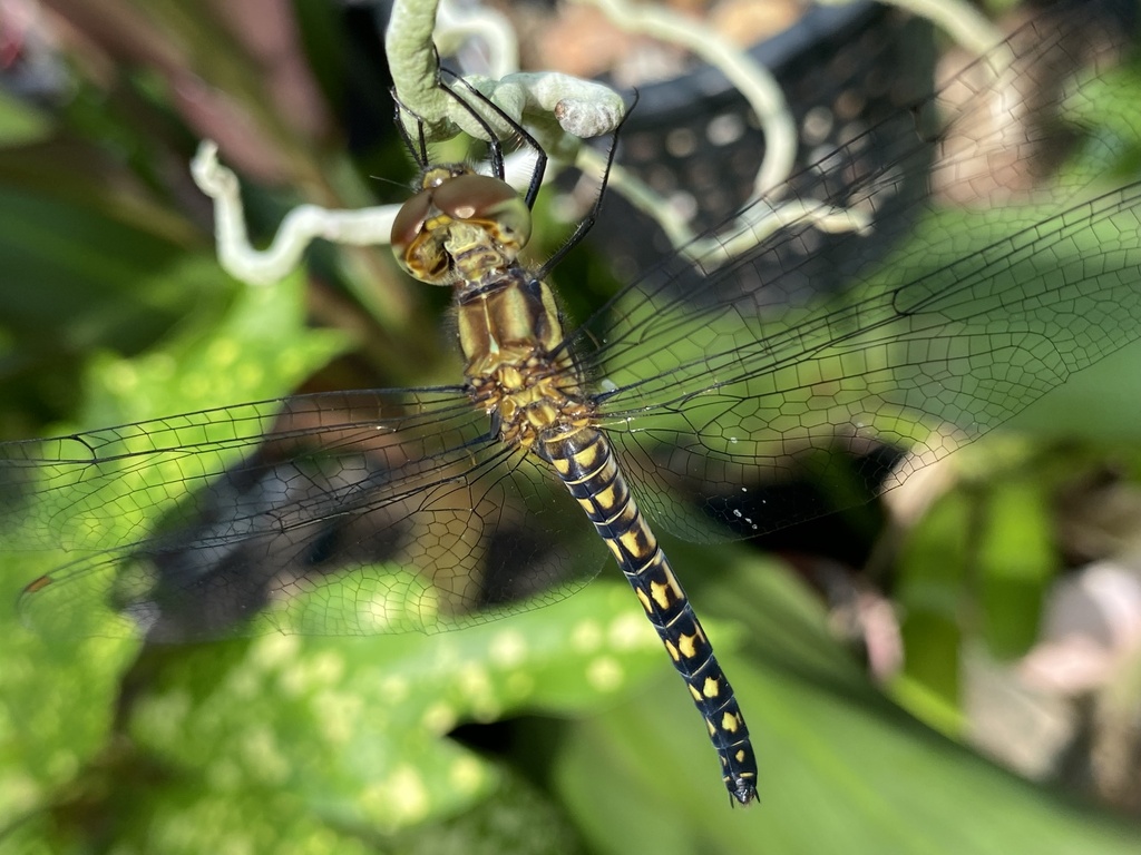 Water Prince in May 2025 by tropicalaussie · iNaturalist