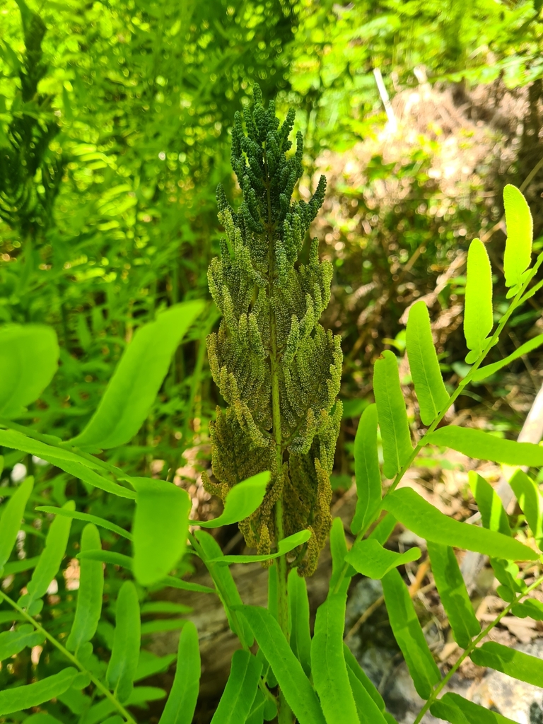 European royal fern from 28823 Ghiffa VB, Italia on May 17, 2025 at 11: ...