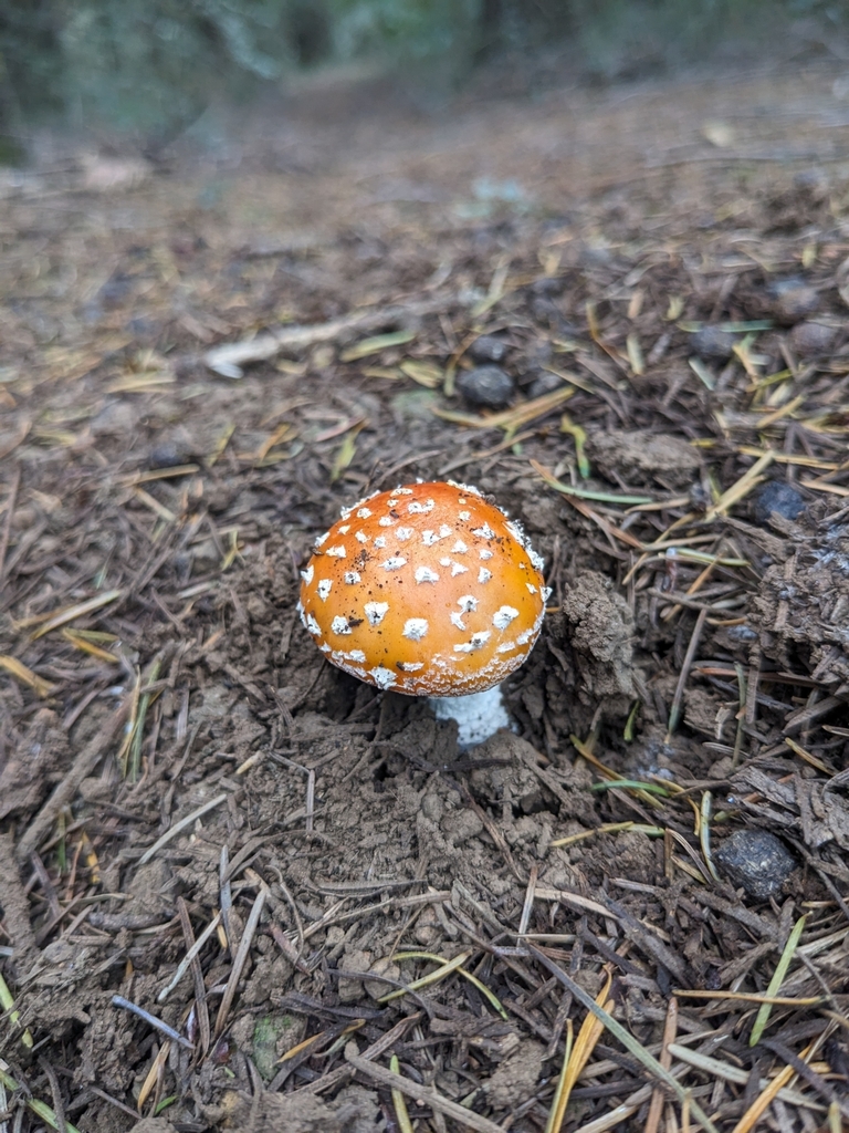 Fly Agaric from Olinda VIC 3788, Australia on April 20, 2025 at 10:52 AM by yosh · iNaturalist