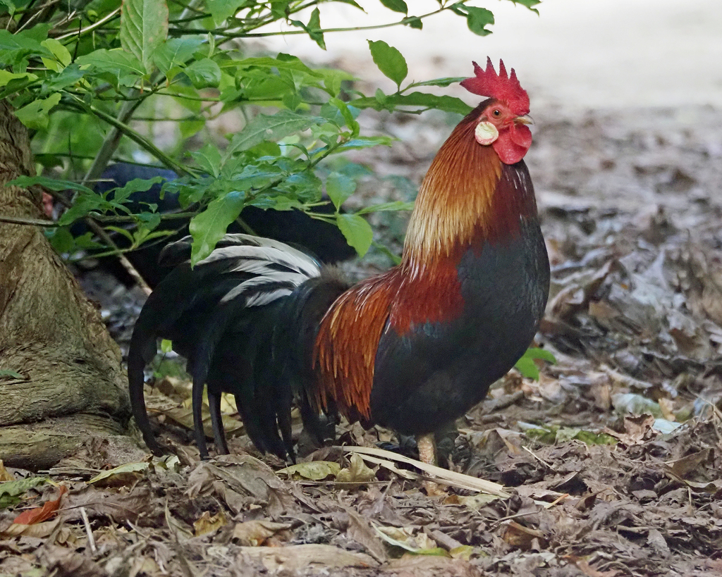 Domestic Chicken from Smiths Parish, Bermuda on May 12, 2025 at 09:12 ...