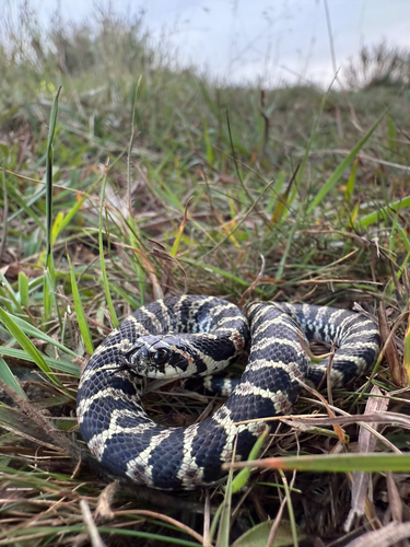 (Xenodon) - Snakes and Lizards