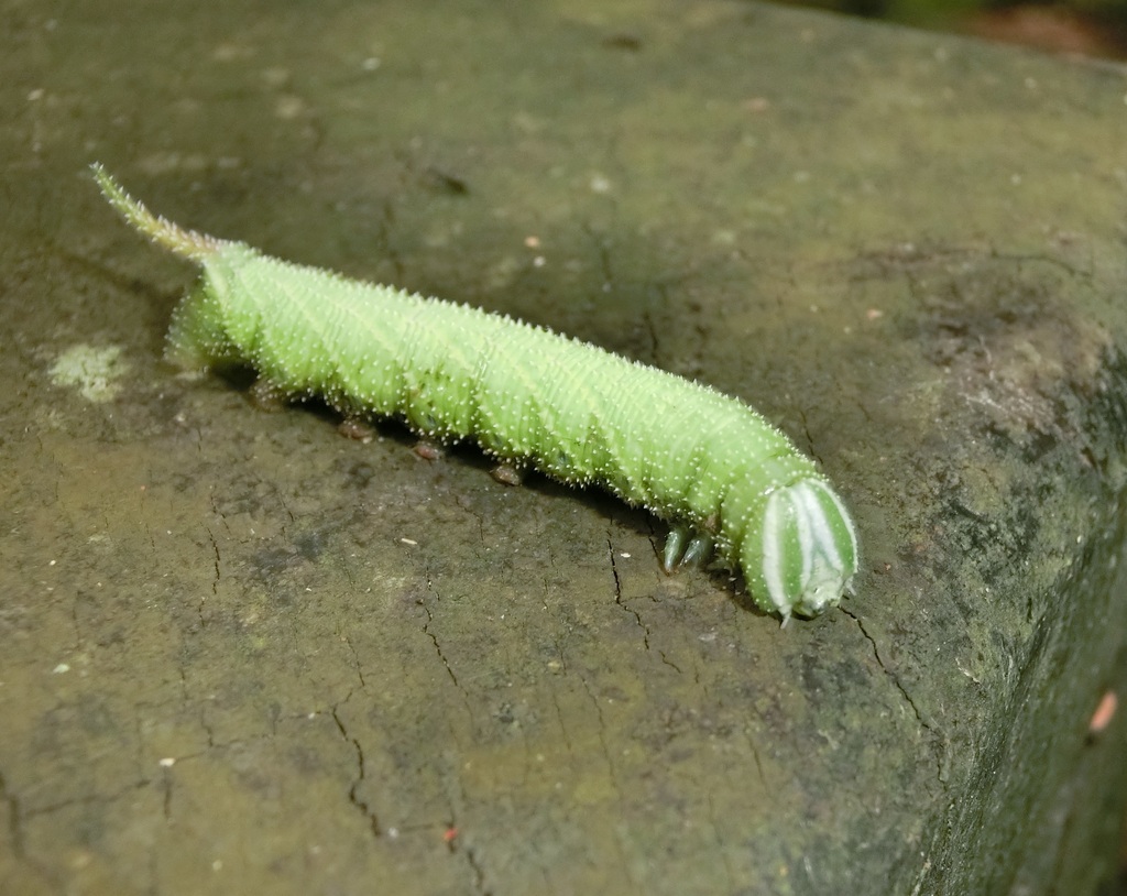 Parum colligata from 520台灣彰化縣田中鎮 on May 17, 2025 at 04:39 PM by ...