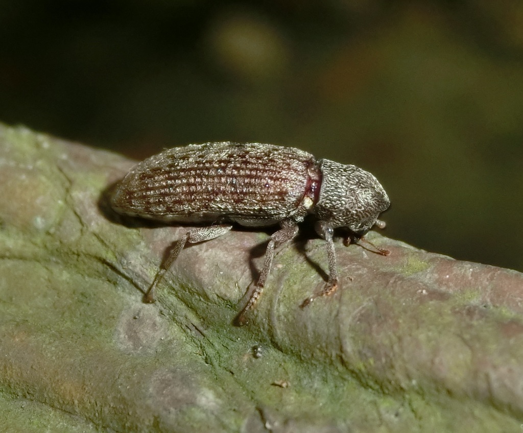 Stenochinus from 520台灣彰化縣田中鎮 on May 17, 2025 at 04:49 PM by r88621108 ...