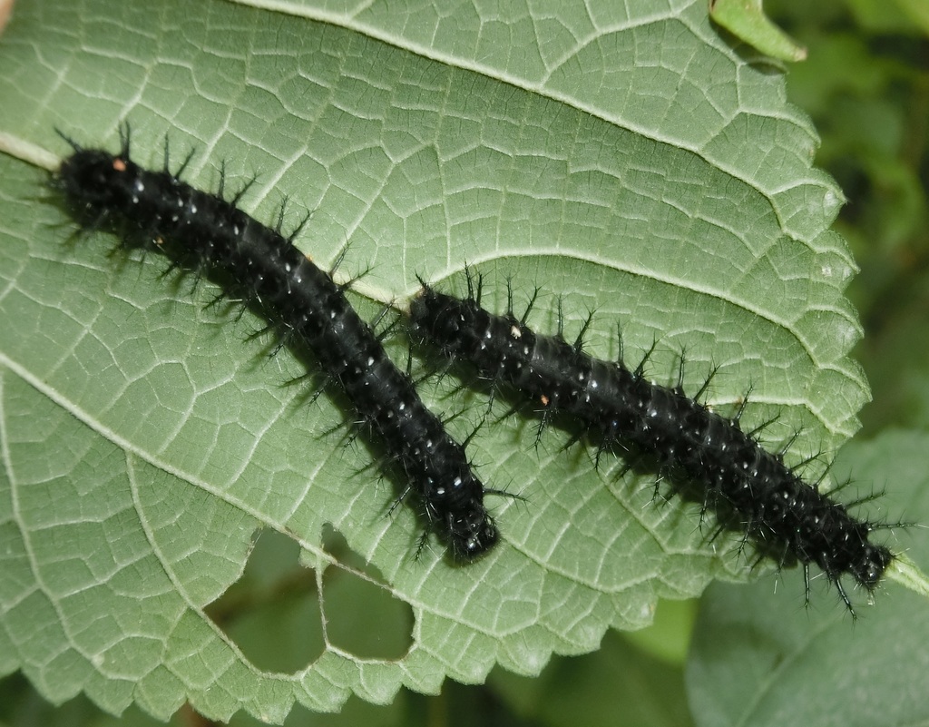 Common Jester from 520台灣彰化縣田中鎮 on May 17, 2025 at 05:01 PM by r88621108 ...