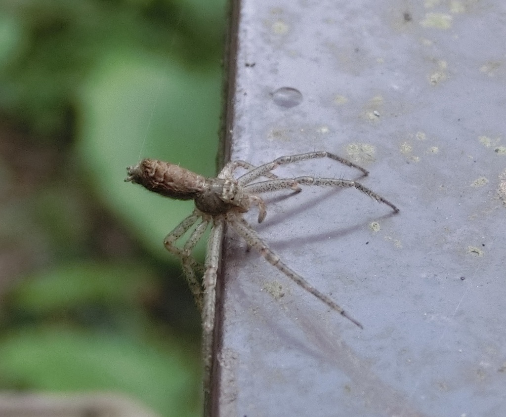 Octopus Spiders from 520台灣彰化縣田中鎮 on May 17, 2025 at 05:02 PM by ...