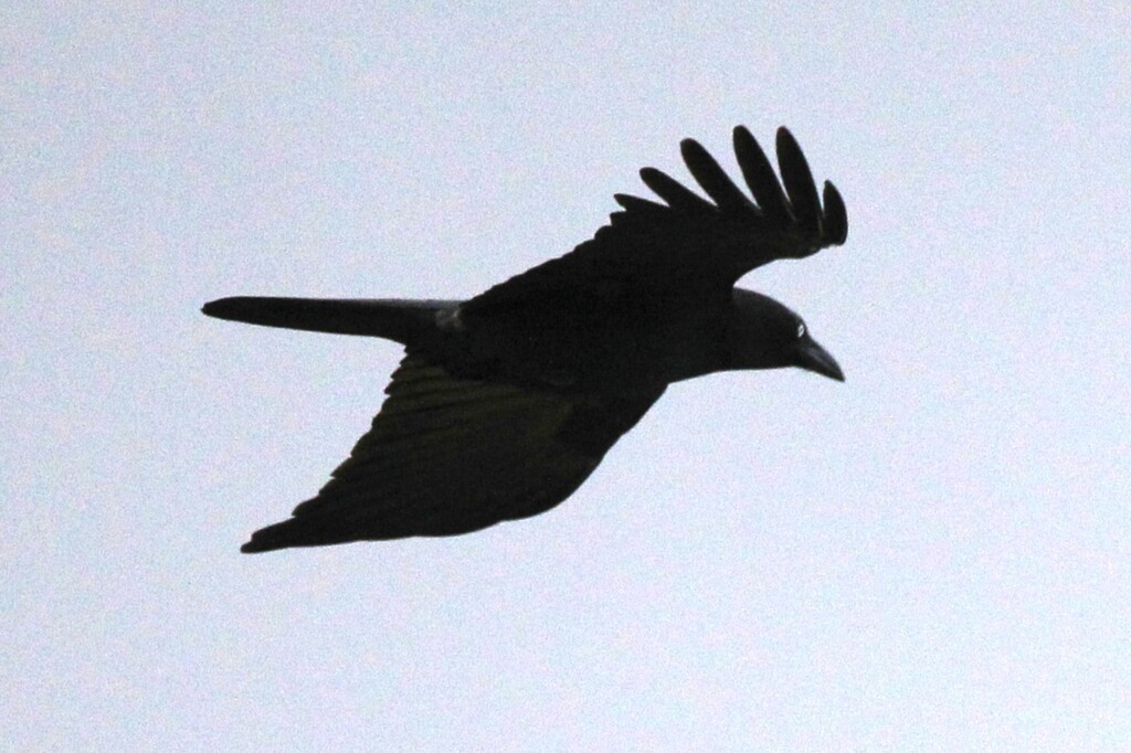 Australian Torresian Crow from Glenwood QLD 4570, Australia on May 13 ...
