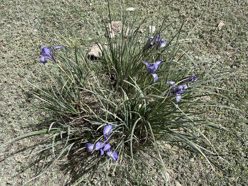 Iris loczyi from 于田县, 和田地区, 新疆维吾尔自治区, CN on May 17, 2025 at 09:59 AM by ...