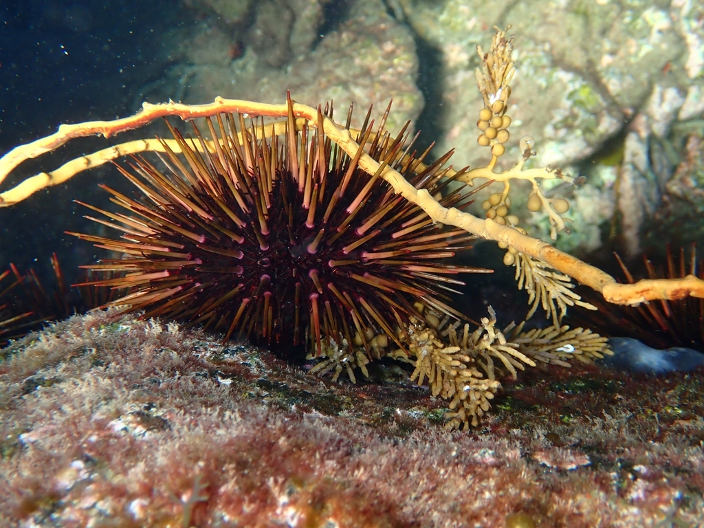Western Pacific purple sea urchin from Louth Bay SA 5607, Australia on ...