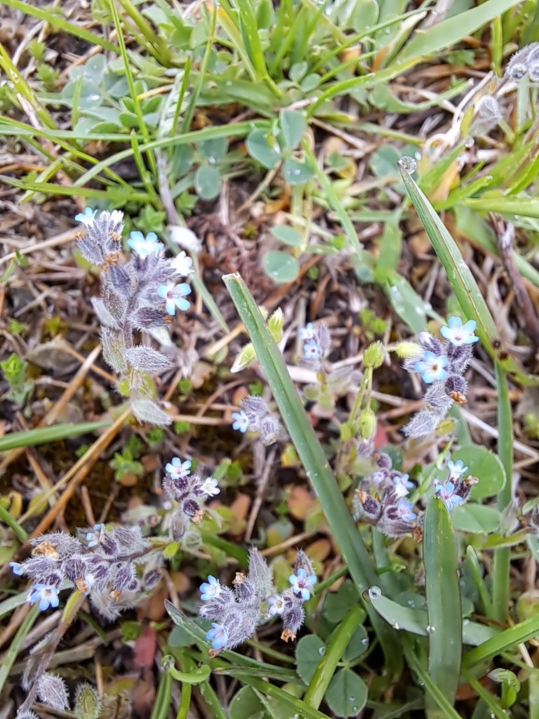 blue forget-me-not from Jocelyn, ON P0R, Canada on May 17, 2025 at 09: ...