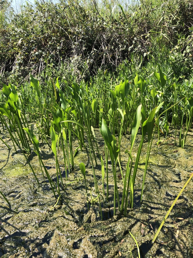 Delta Arrowhead from Fossil Ridge Rd, Fort Worth, TX, US on September 2 ...